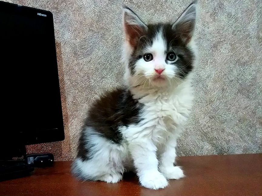 Котята мейн-кун к Новому году