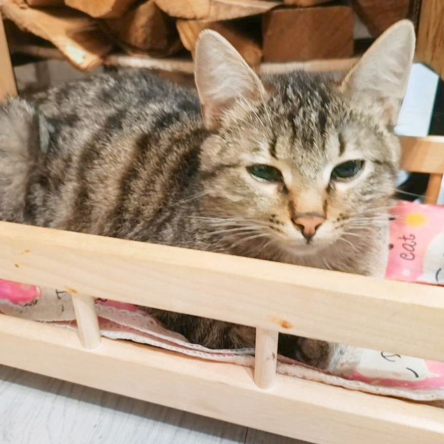 Котёнок Кнопик ищет дом