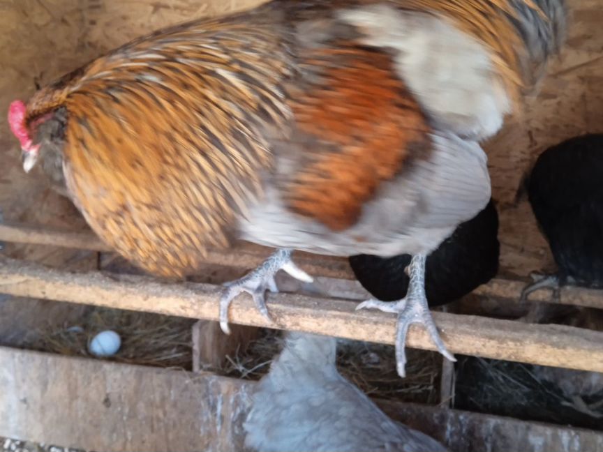 Петух амераукана