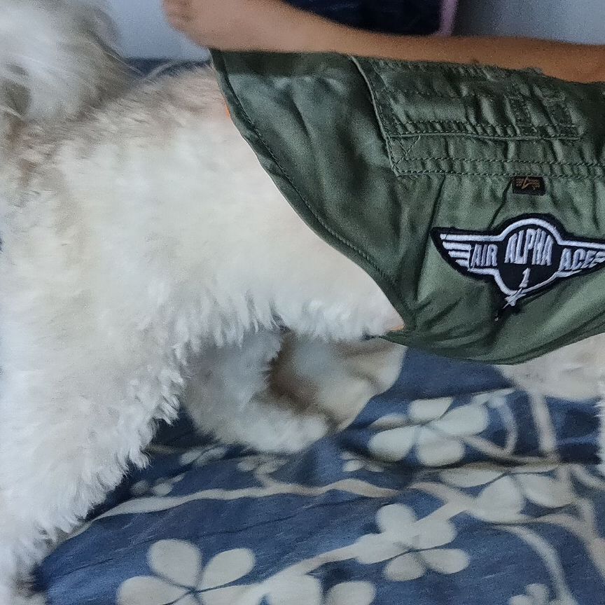 Комбинезон для мелких собак