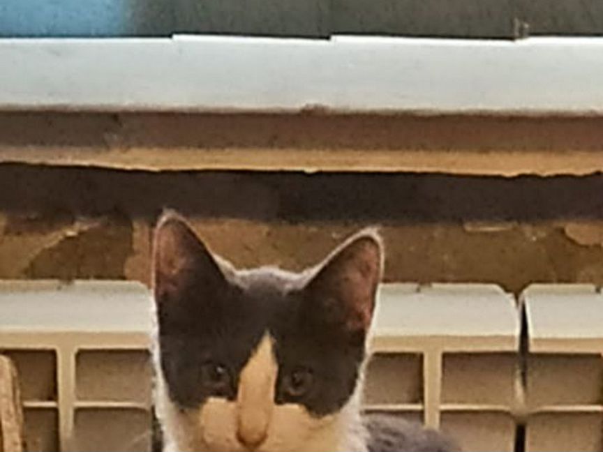 Котенок в добрые руки