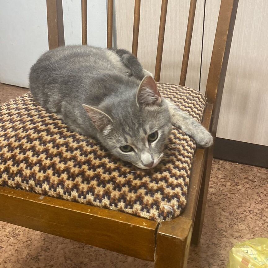 Кошечка Симка