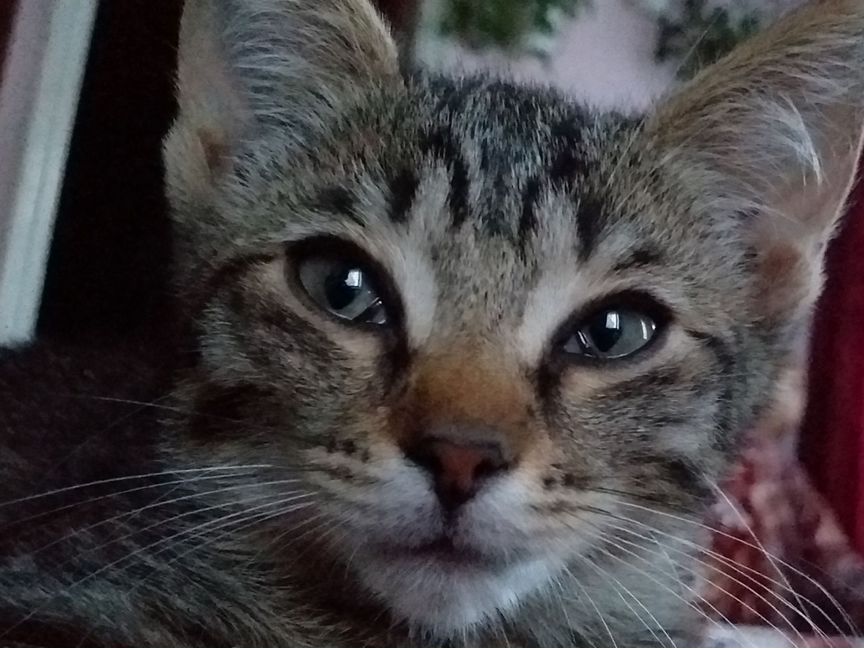 Замечательные, красивые котята
