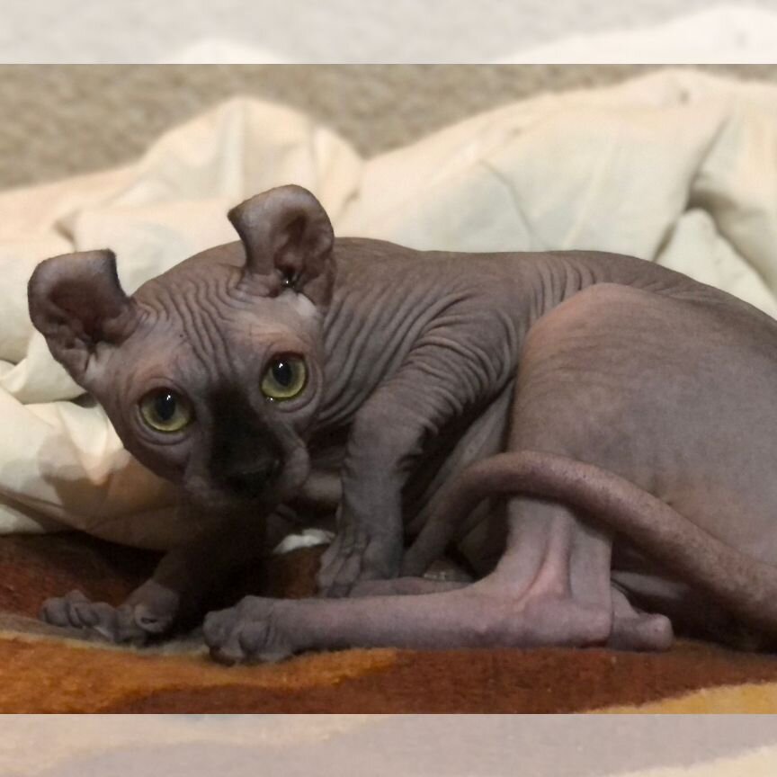 Канадский сфинкс