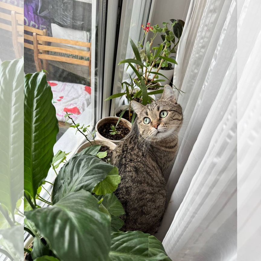 Взрослый кот в добрые руки