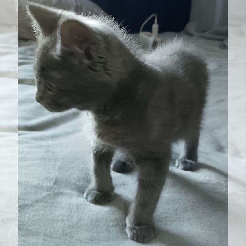 Британский короткошёрстный котёнок