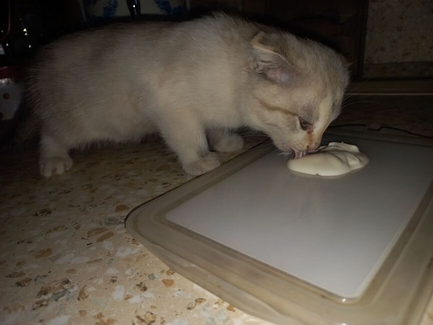 Кошка