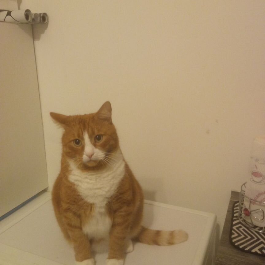 Рыжый кот Семушка