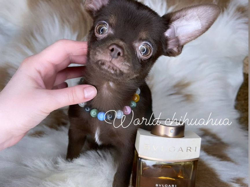 Luxury Мини Мальчишка