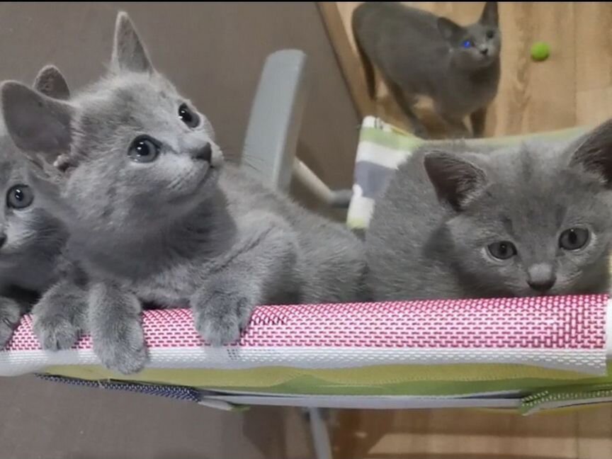 Русская голубая