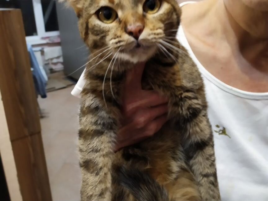 Кошке Чуне нужны хозяева