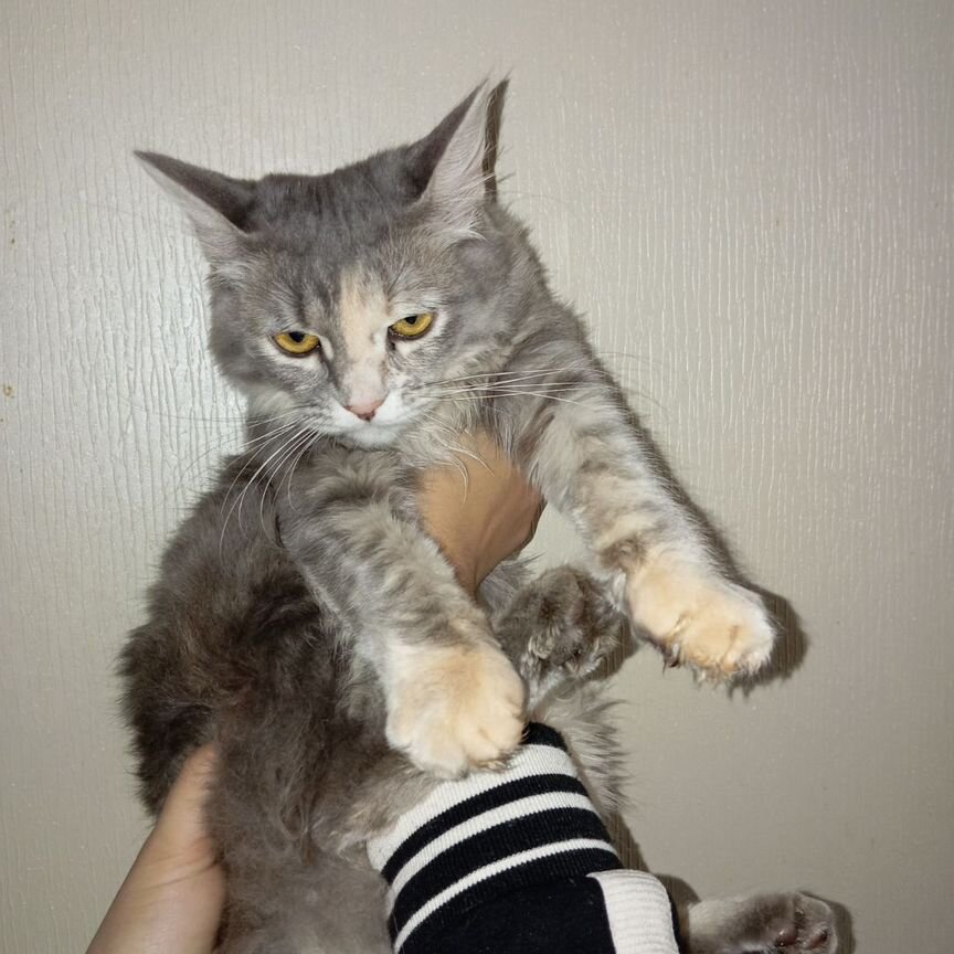 Отдам кота в добрые руки