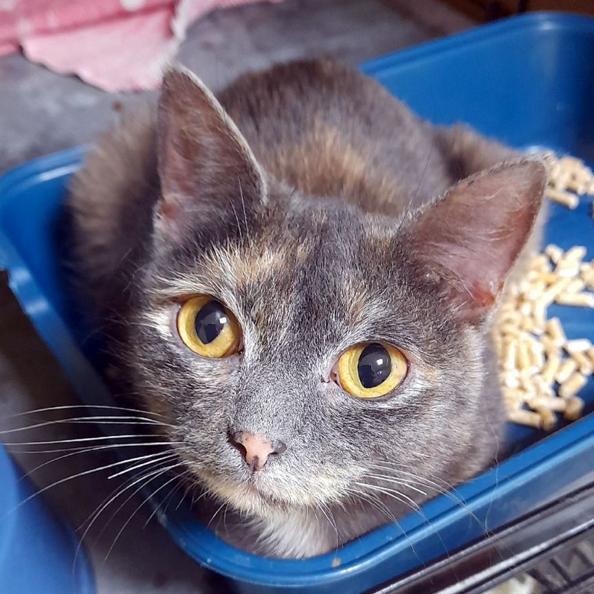 Взрослая кошка в добрые руки