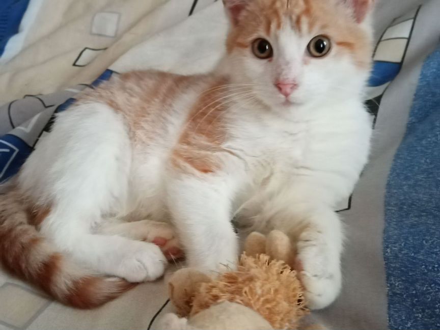 Котёночек мальчик