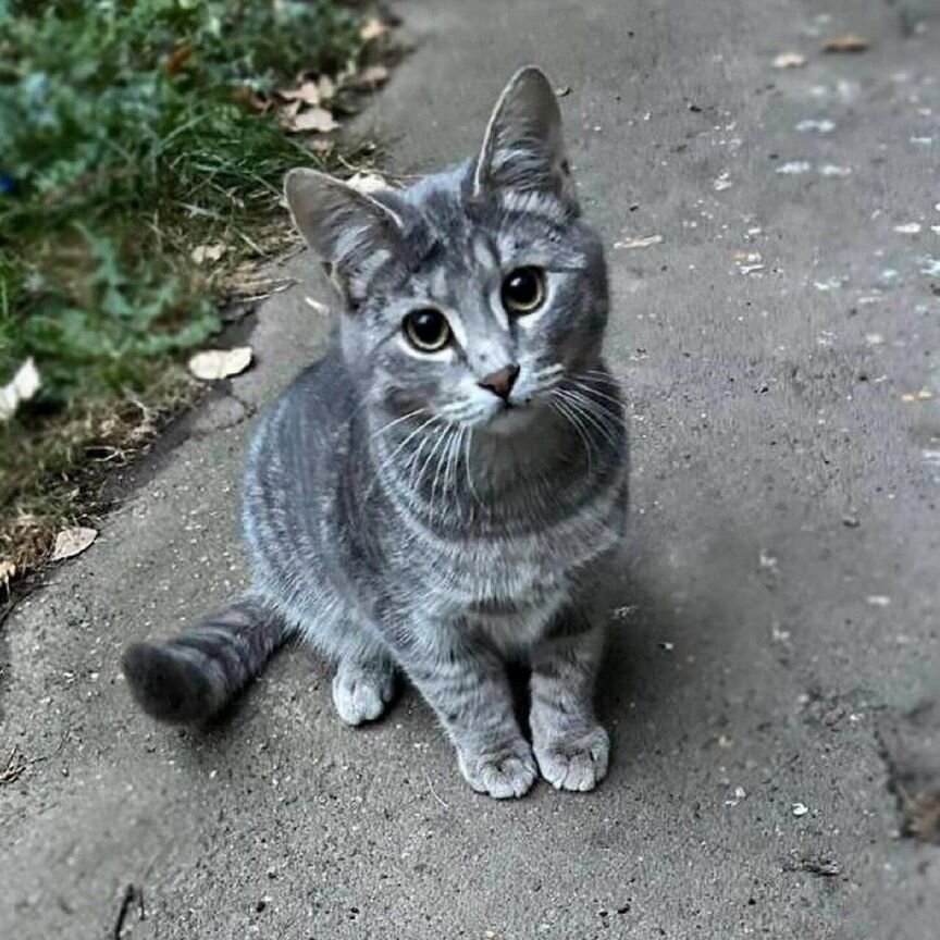 Котенок в беде.Перебегает дорогу и может погибнуть