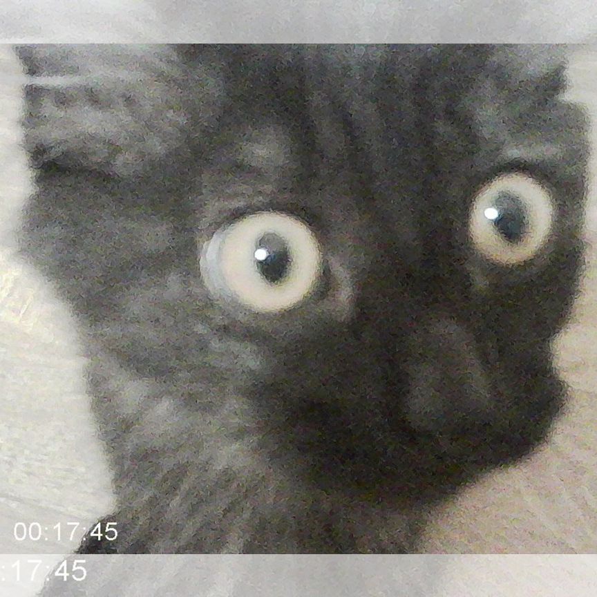 Отдам в добрые руки котенка