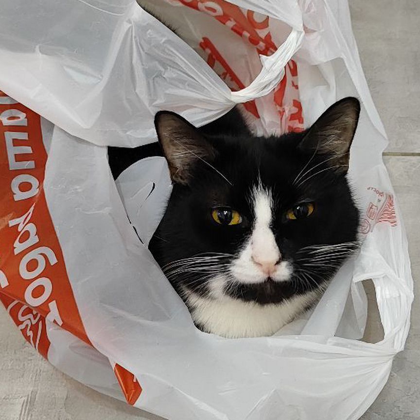 Взрослый кот в добрые руки