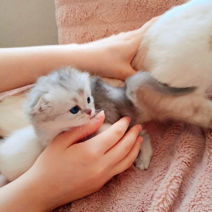 В продаже вислоухие котята