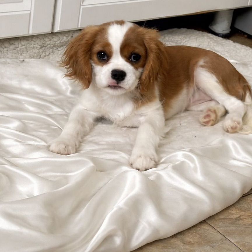 Кавалер кинг-чарльз-спаниель, щенок