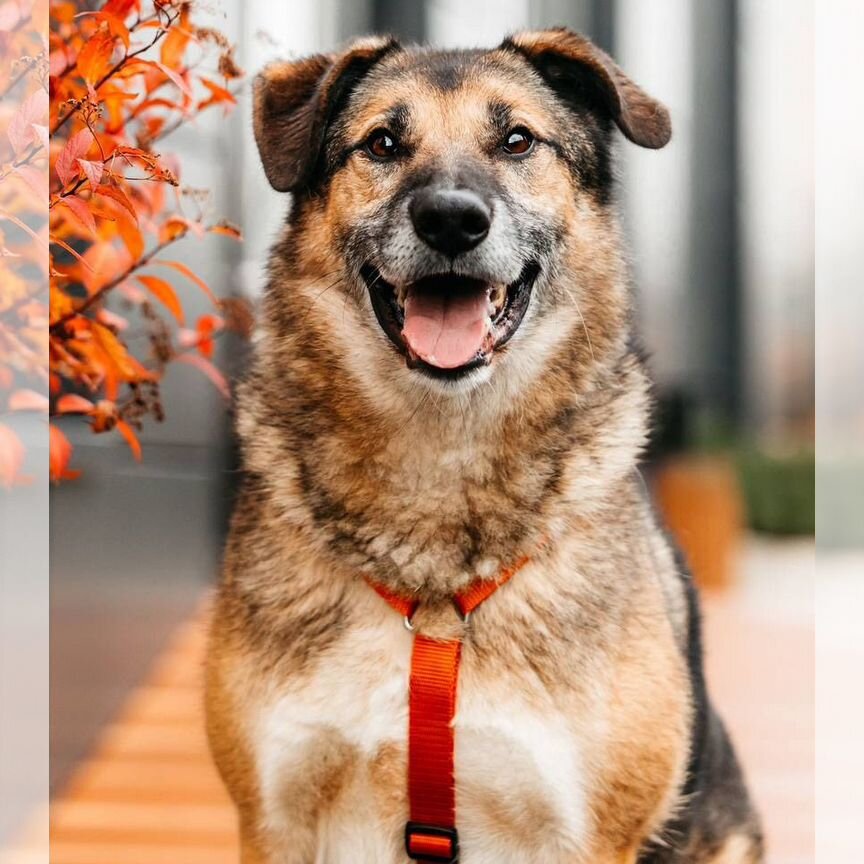 Взрослая собака в добрые руки