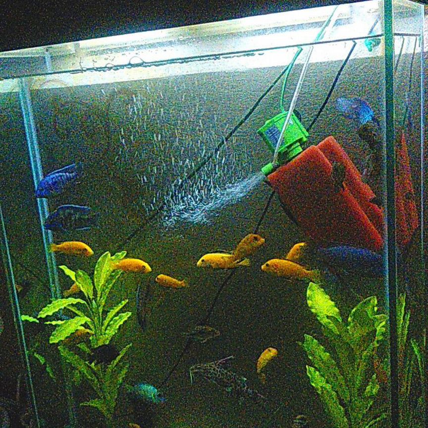 Аквариум на польный