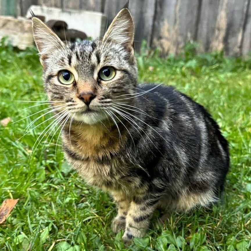 Котенка бросили на даче