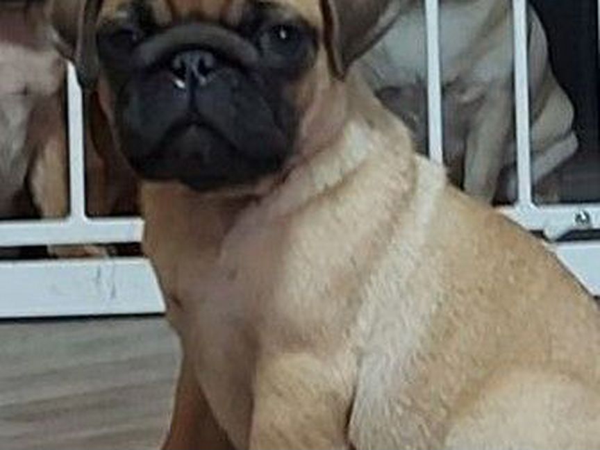 Cчастье в дом