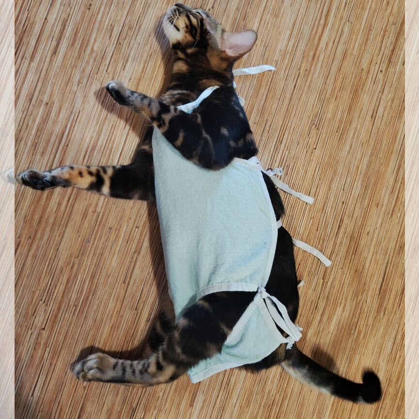 Бандаж для кошки