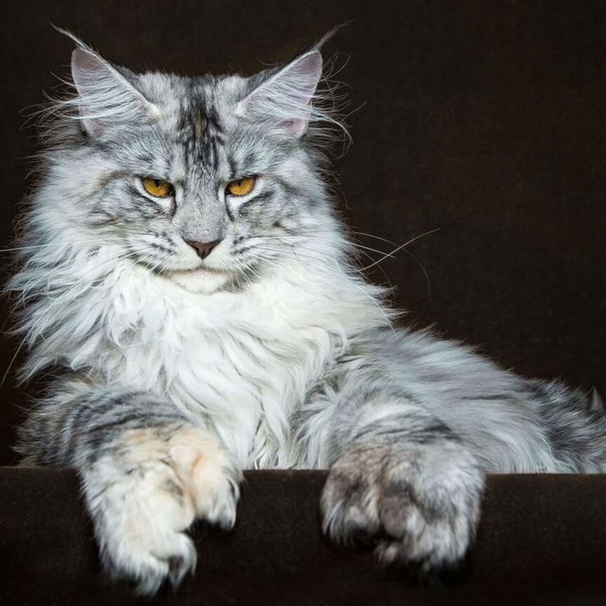 Мейн-кун, взрослая кошка