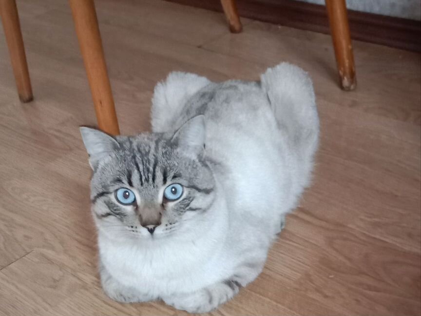 Кот котик Яша красивейший голубоглазый