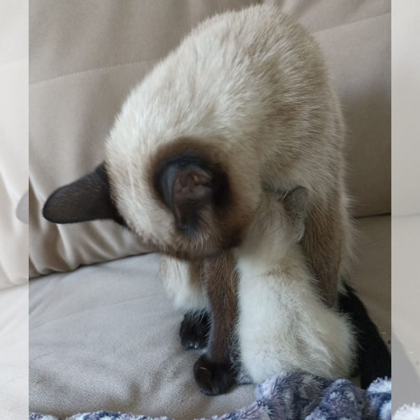 Тайские котята