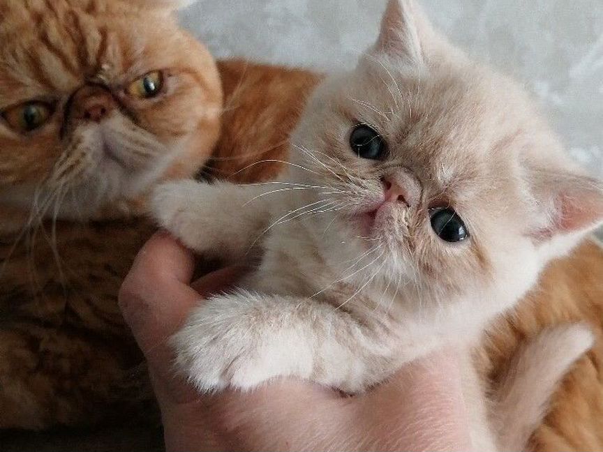 Котенок
