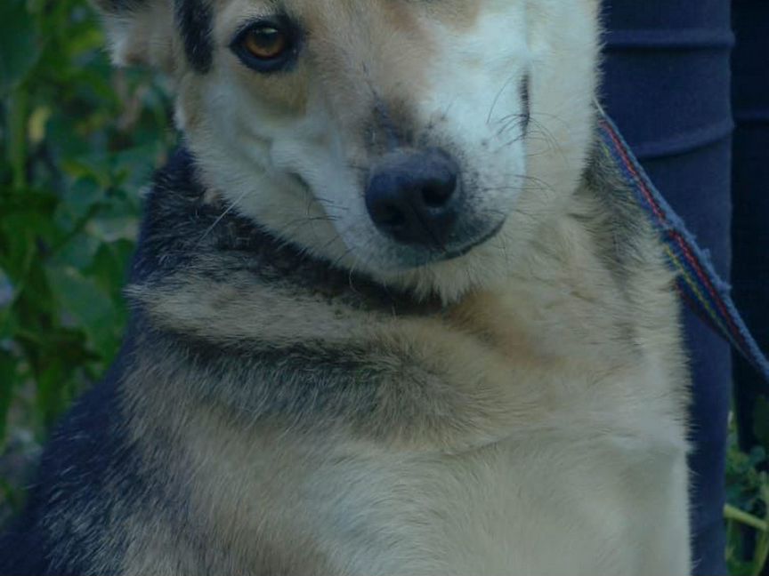 Отличный пес в поисках дома