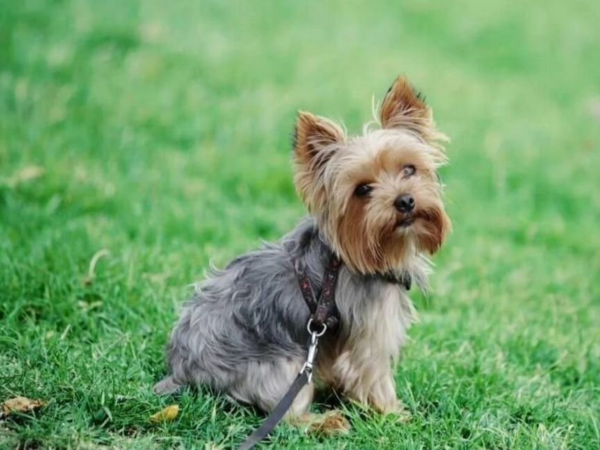 Йорки. Мальчик 10 мес. и девочка 1,5г