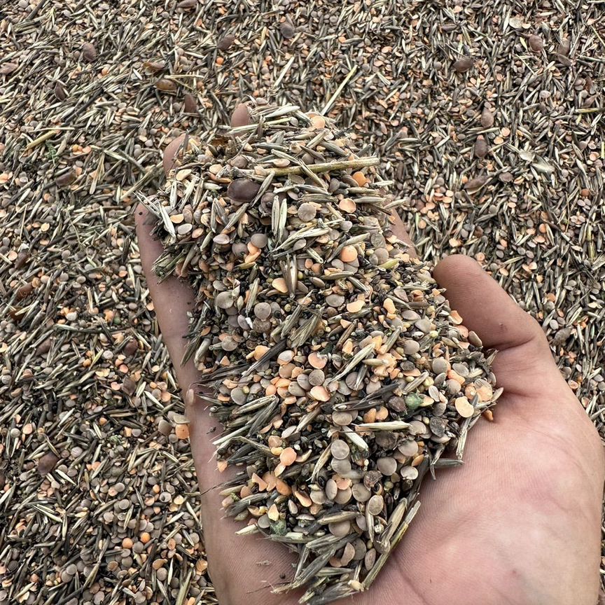 Отходы чечевицы