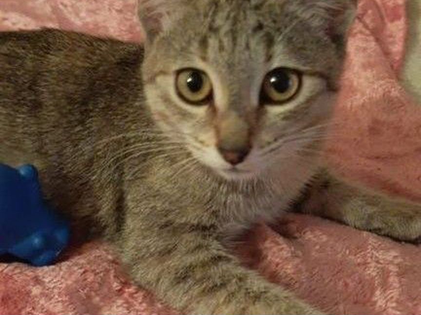 Котенок в добрые руки