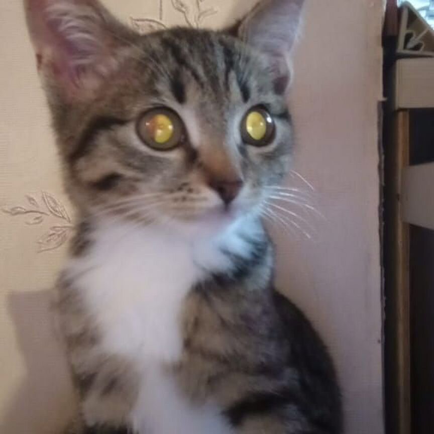 Котёнок 2-3 месяца