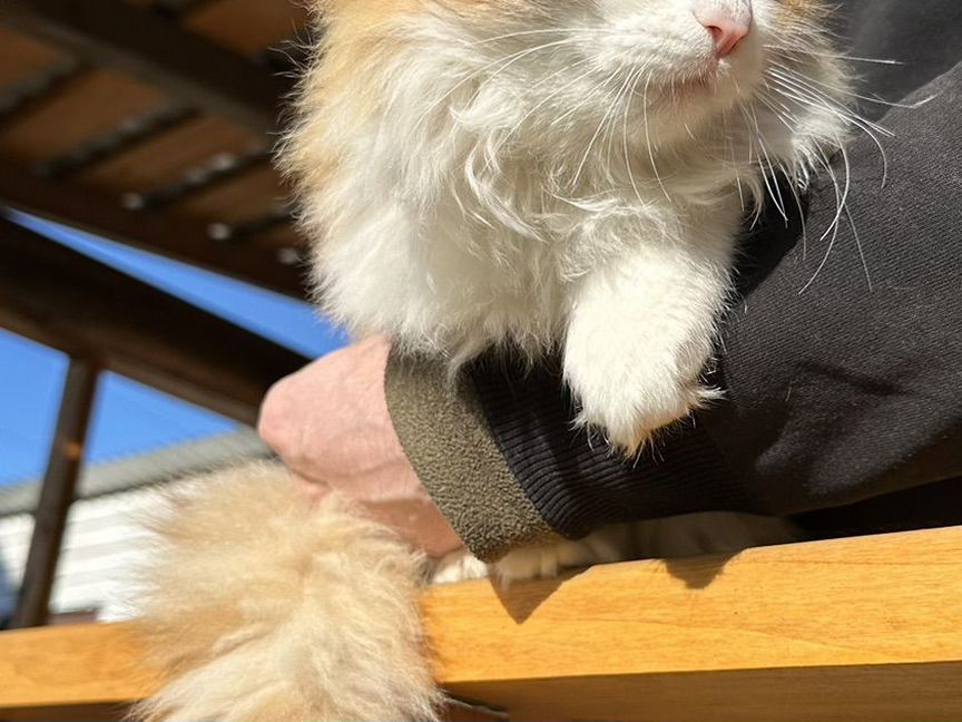 Котики бесплатно в добрые руки