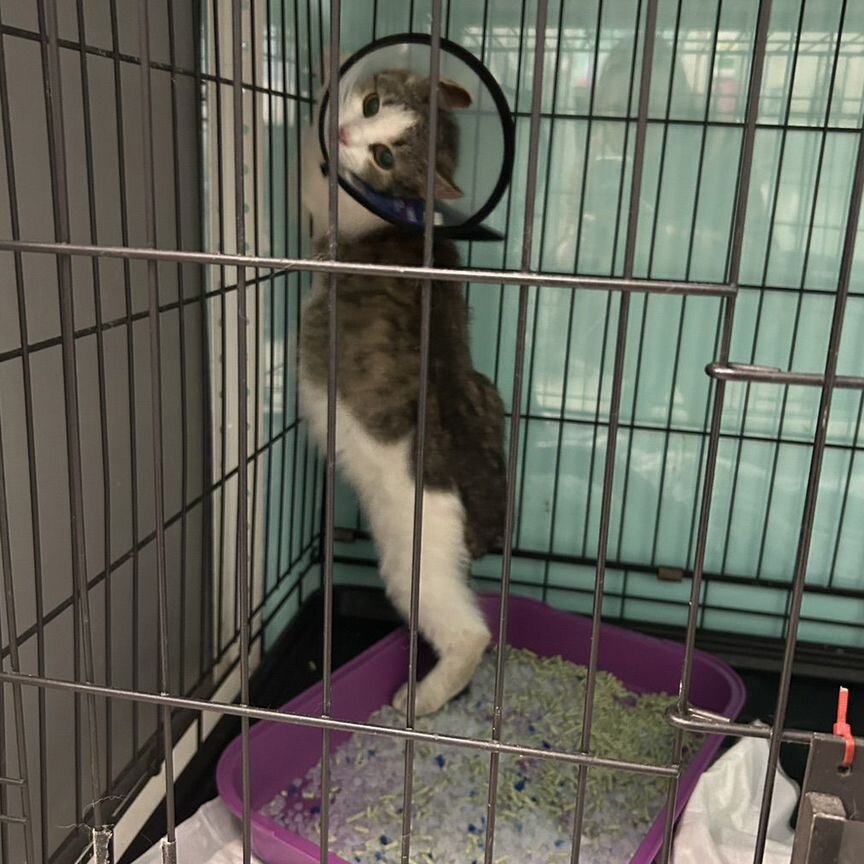 Котёнок в добрые руки