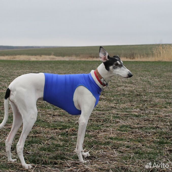 Хортая борзая щенки с документами