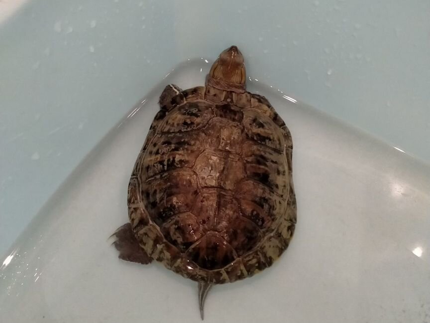 Отдам в добрые руки черепаху