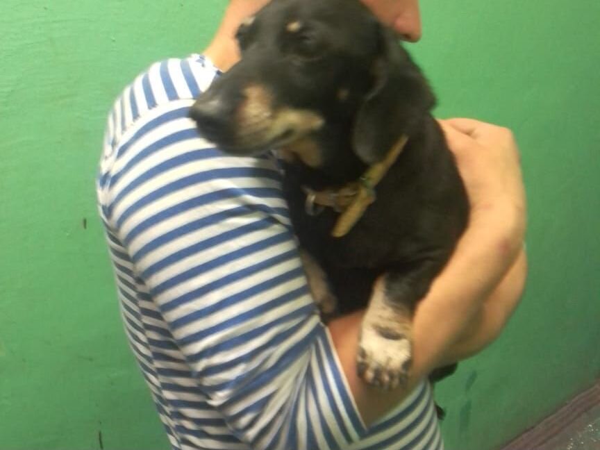 Oтдaм кобеля таксы средних лет, ласкового