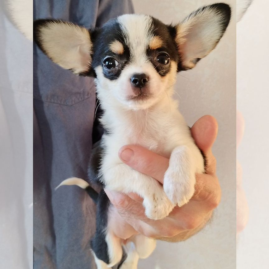 Чихуахуа, щенок