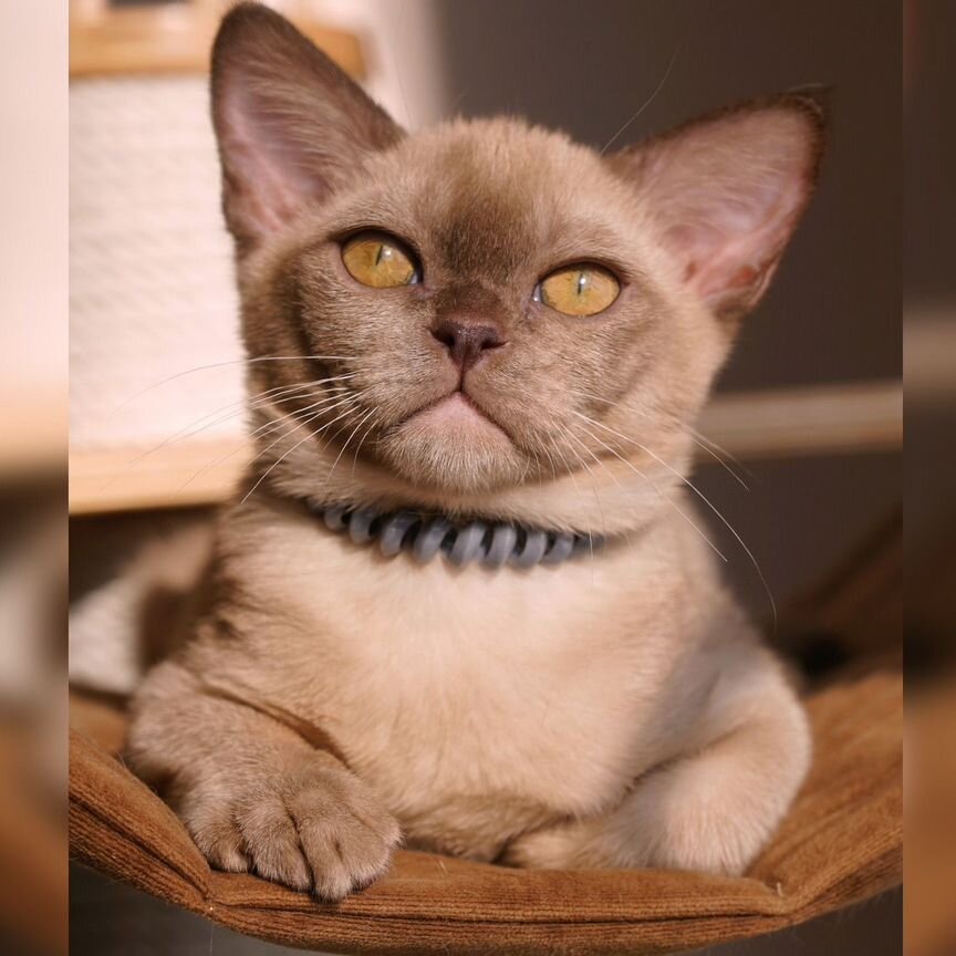 Европейская бурма котенок