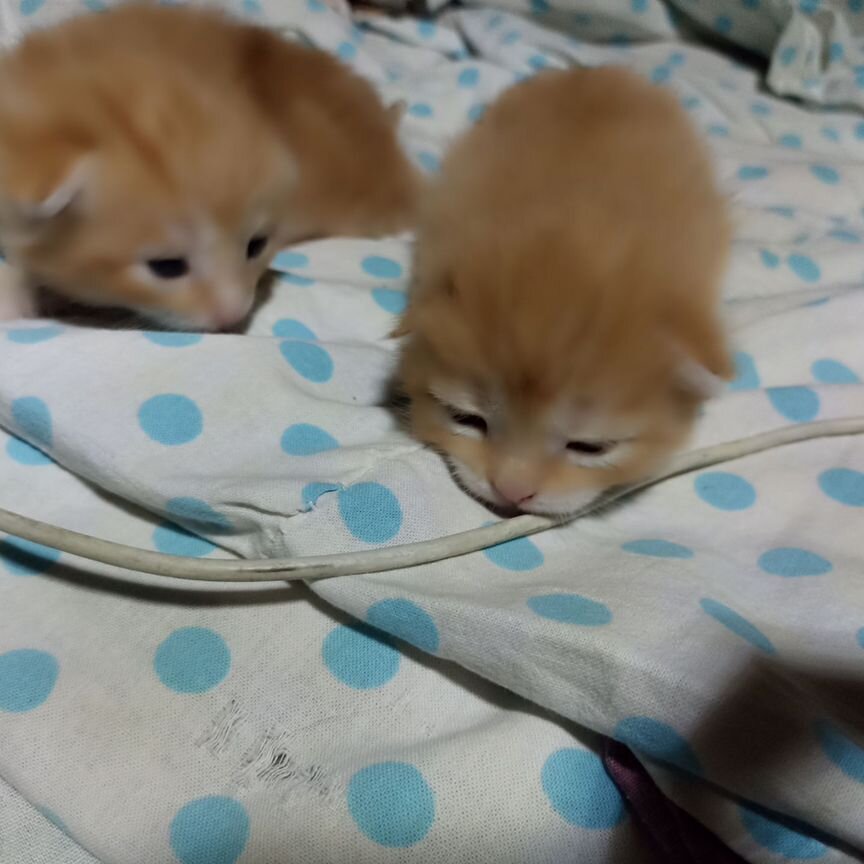 Отдам котяток