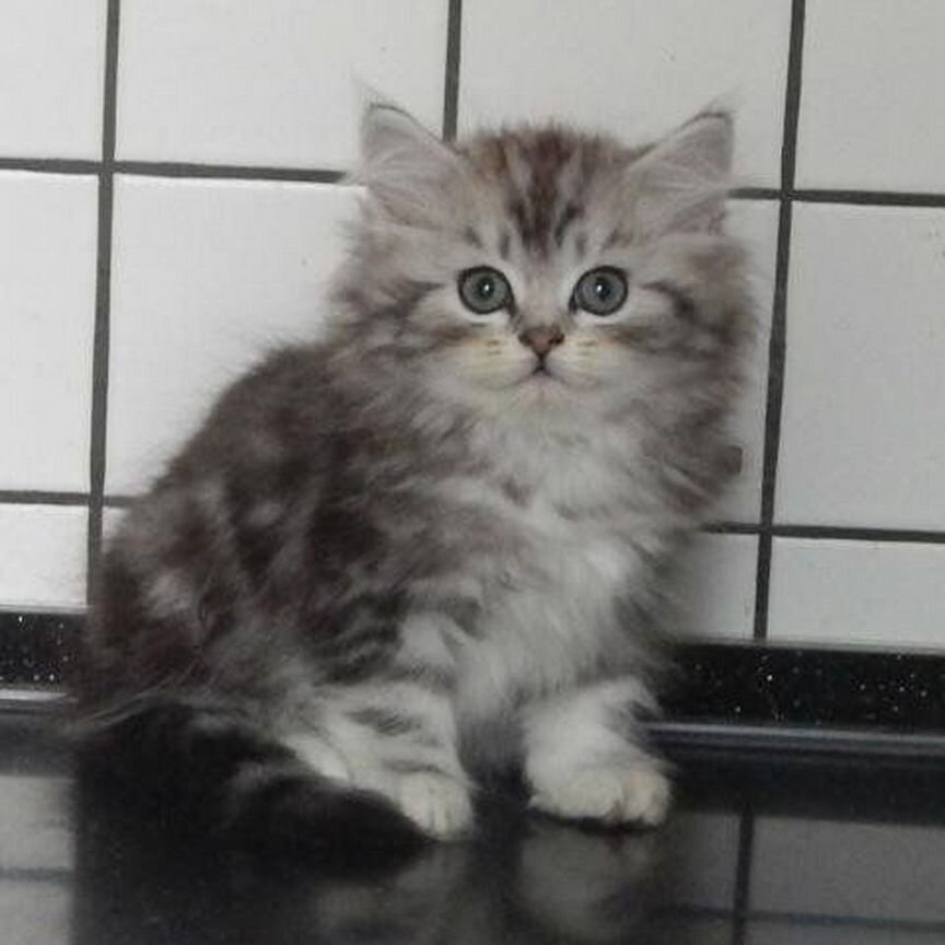 Британские котята