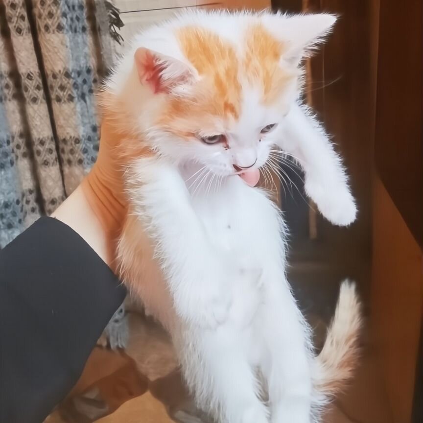 Тайский котёнок