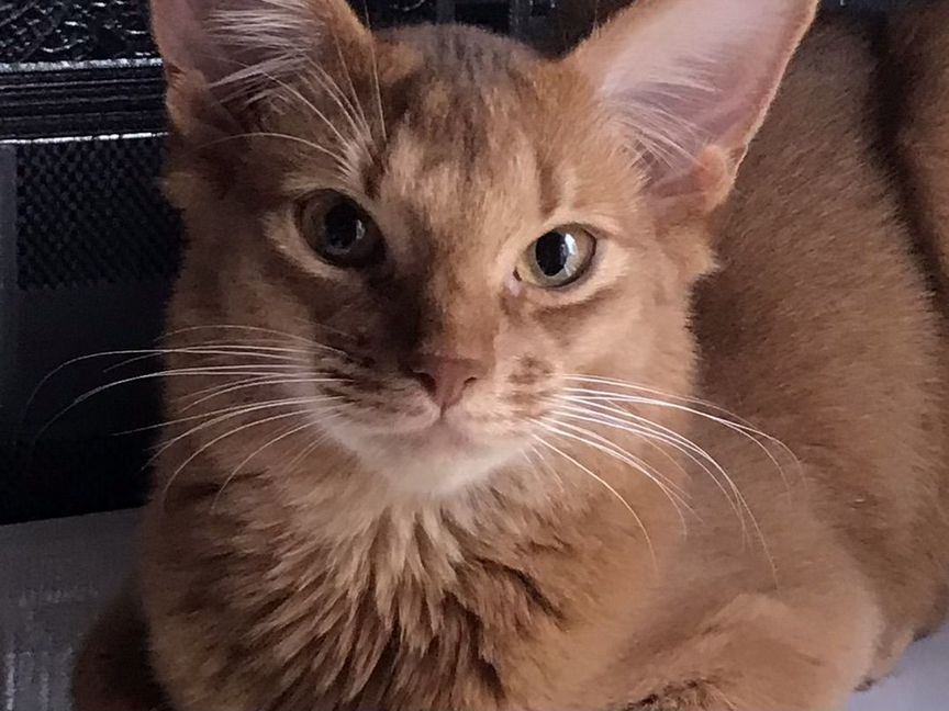 Сомалийский мальчик