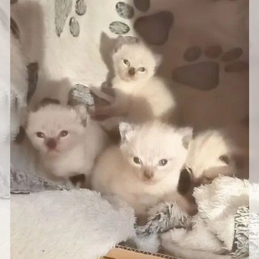 Сиамский котёнок