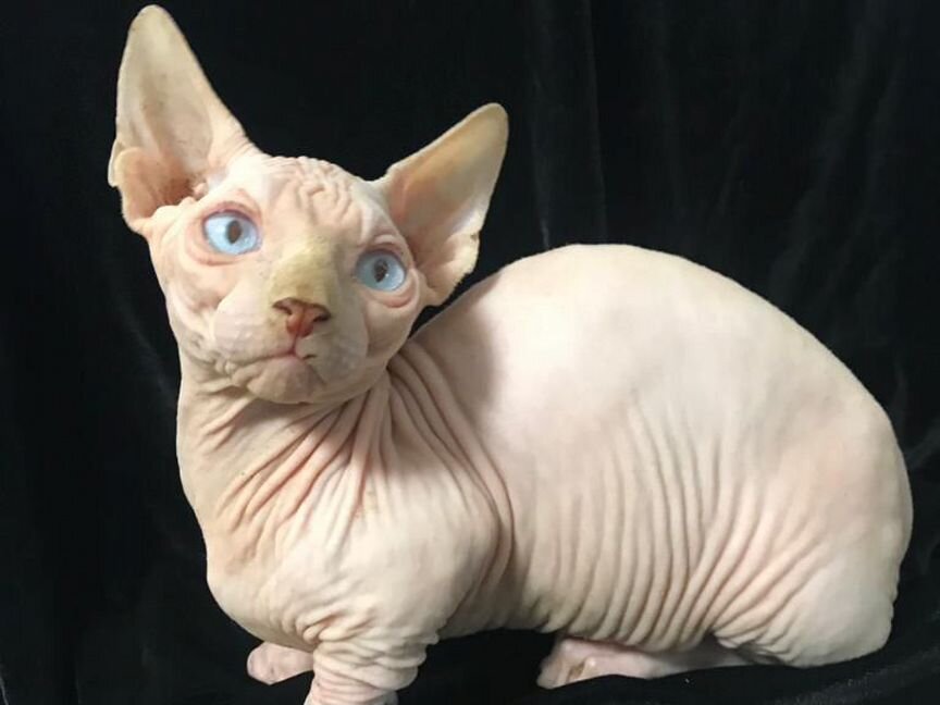 Канадский сфинкс бамбино мальчик